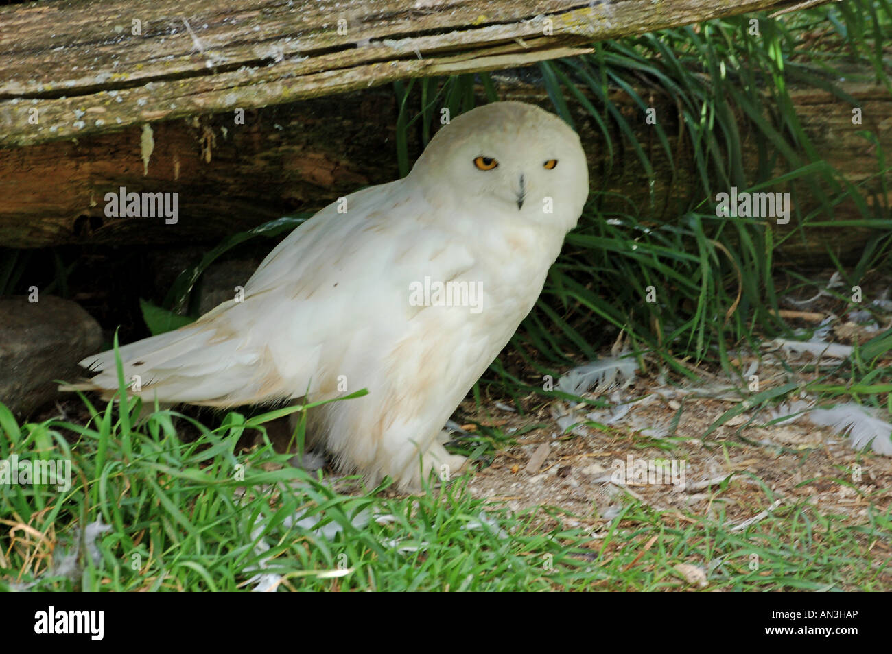 Male Snowy Owl Stock Photo - Alamy