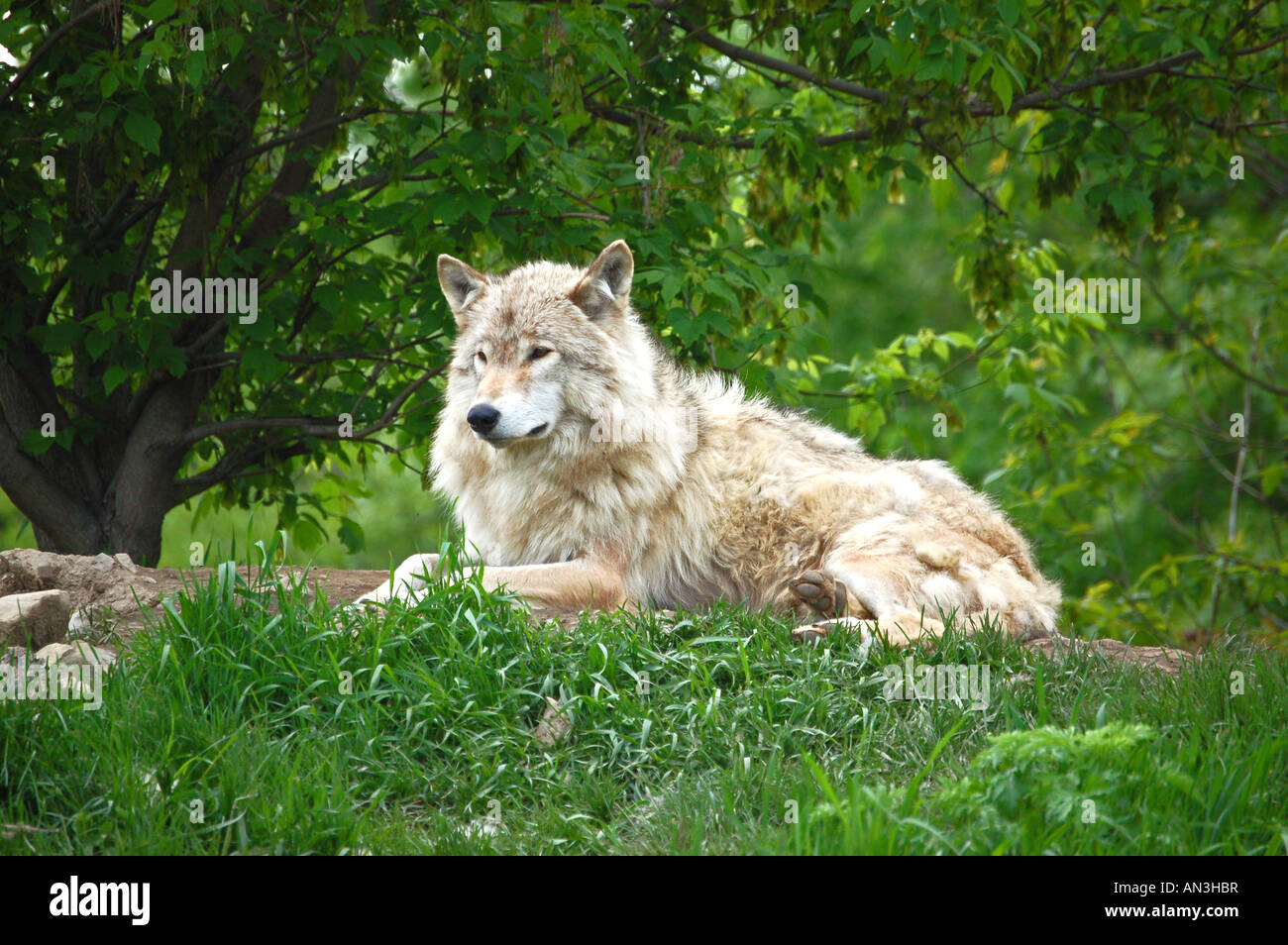 A Timber Wolf in summer Stock Photo - Alamy