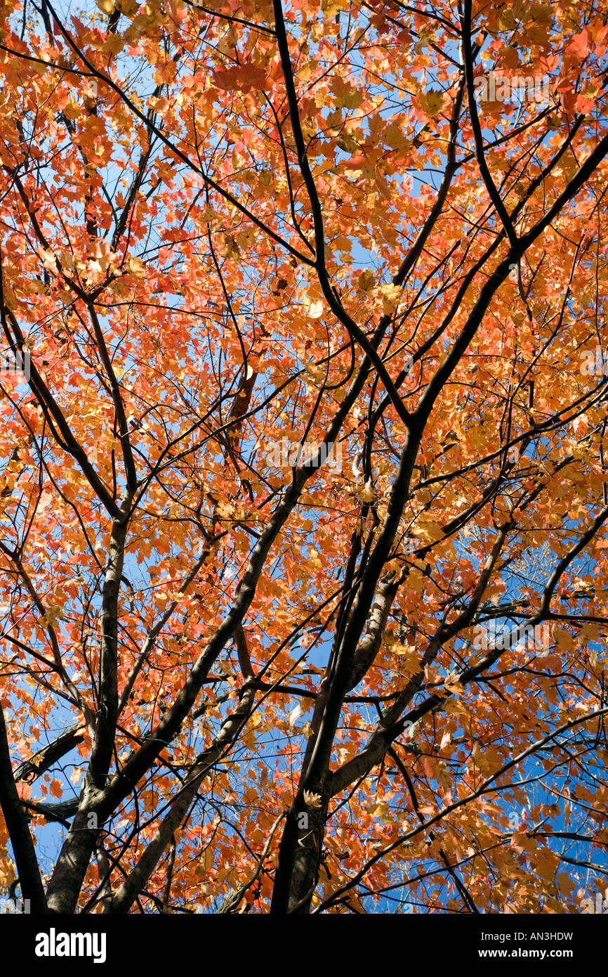 Detail of maple tree branches in the fall, CT, USA Stock Photo - Alamy