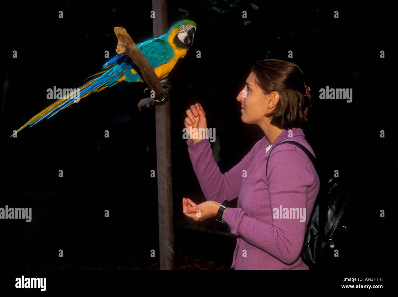 people, person, adult woman, hand-feeding a macaw, macaw, macaws ...