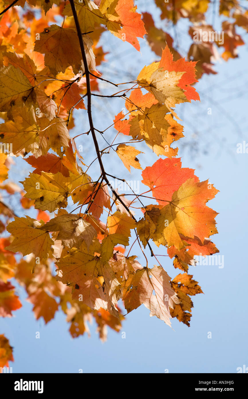 Close up deciduous tree branches hi-res stock photography and images ...