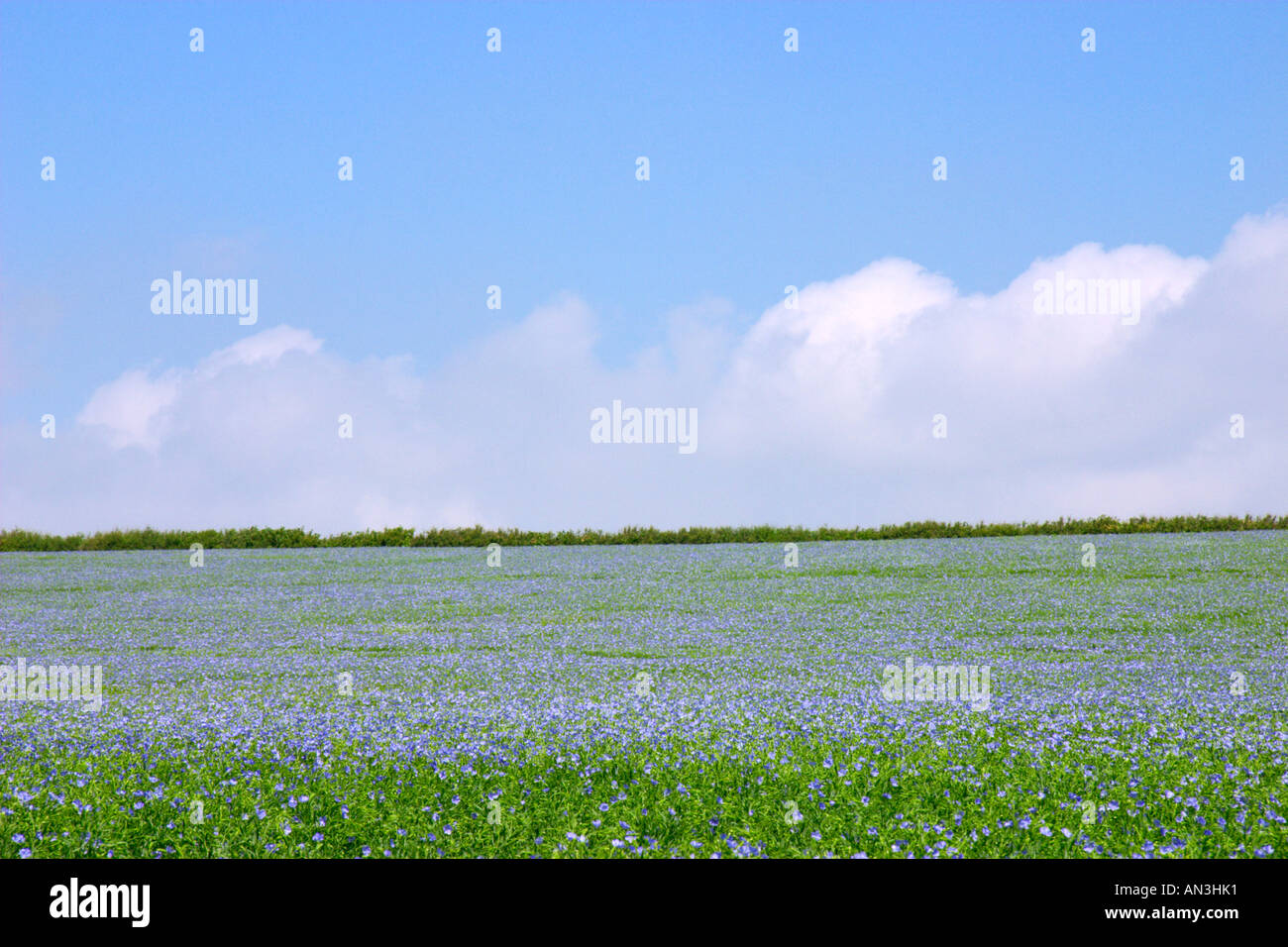 Linseed production hi-res stock photography and images - Alamy