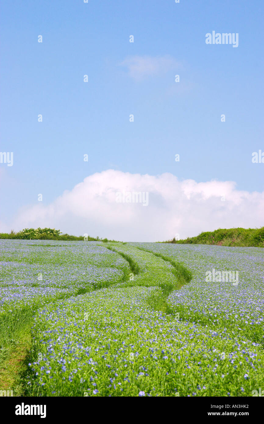 Linseed production hi-res stock photography and images - Alamy