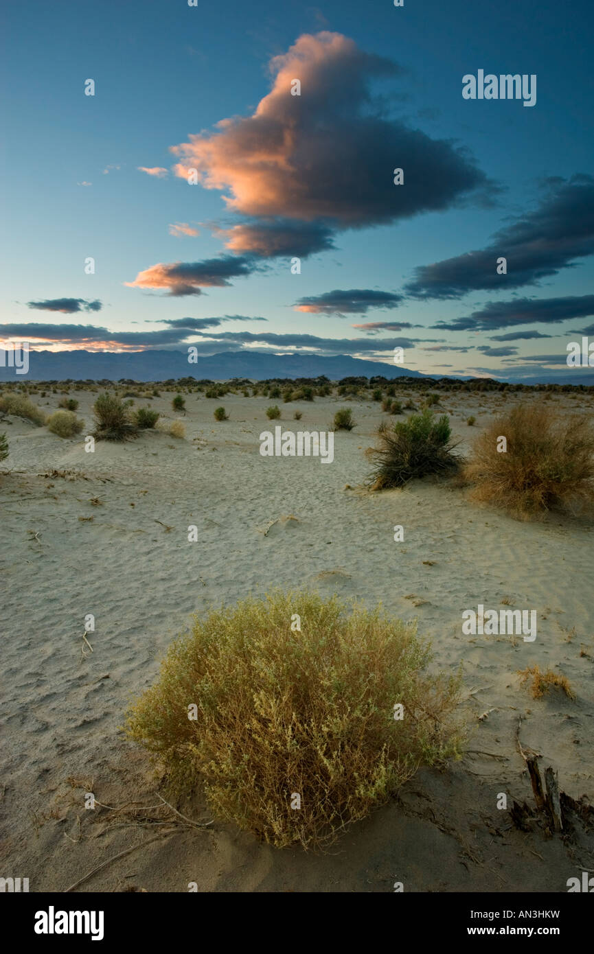 Devils corn hi-res stock photography and images - Alamy