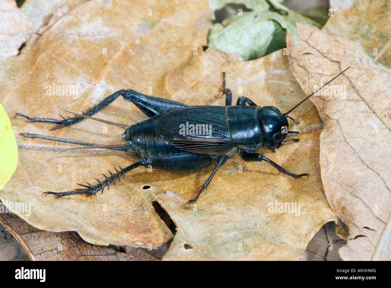 Trill hi-res stock photography and images - Alamy