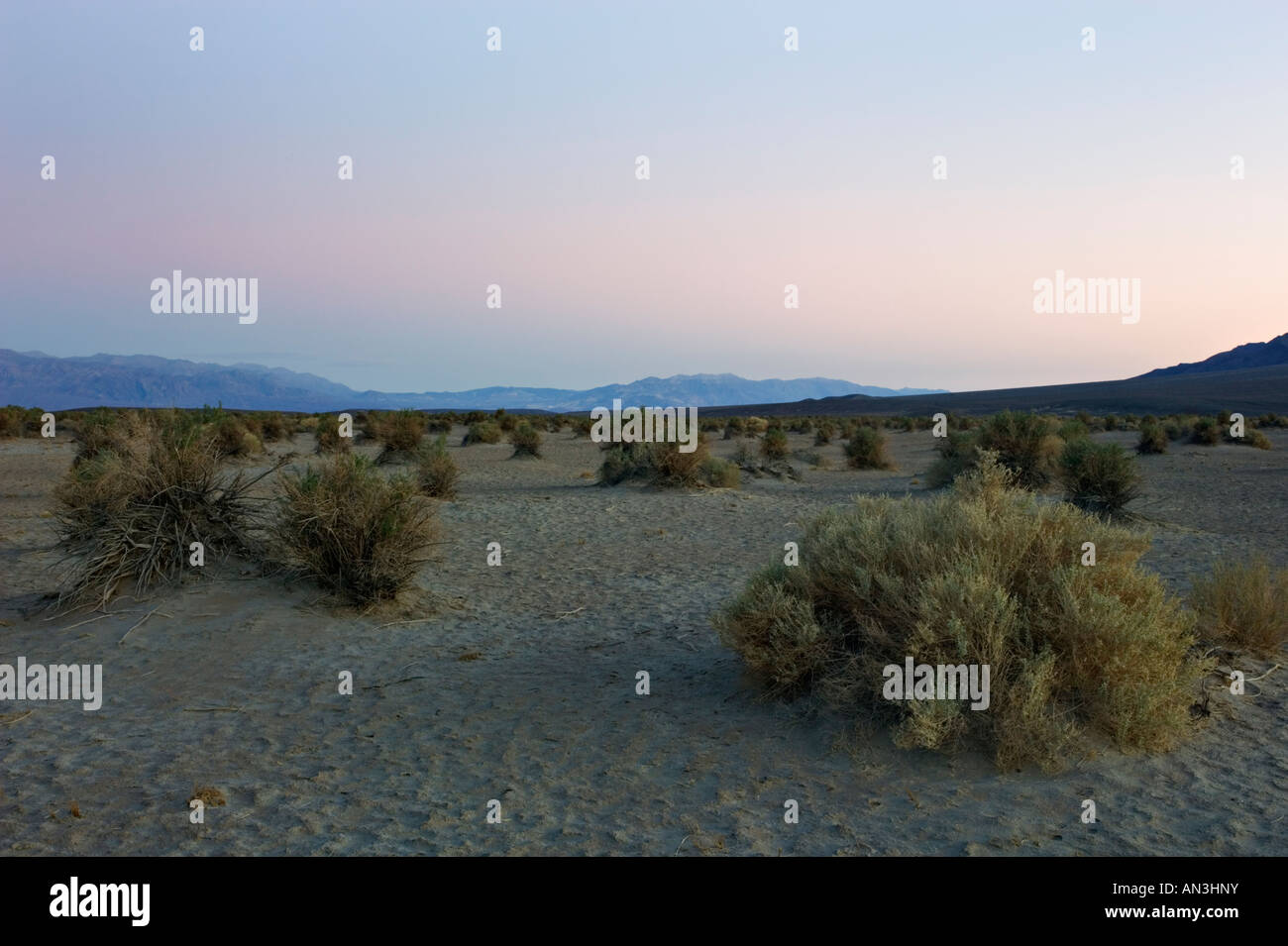 Death Valley National park devils corn field Stock Photo - Alamy
