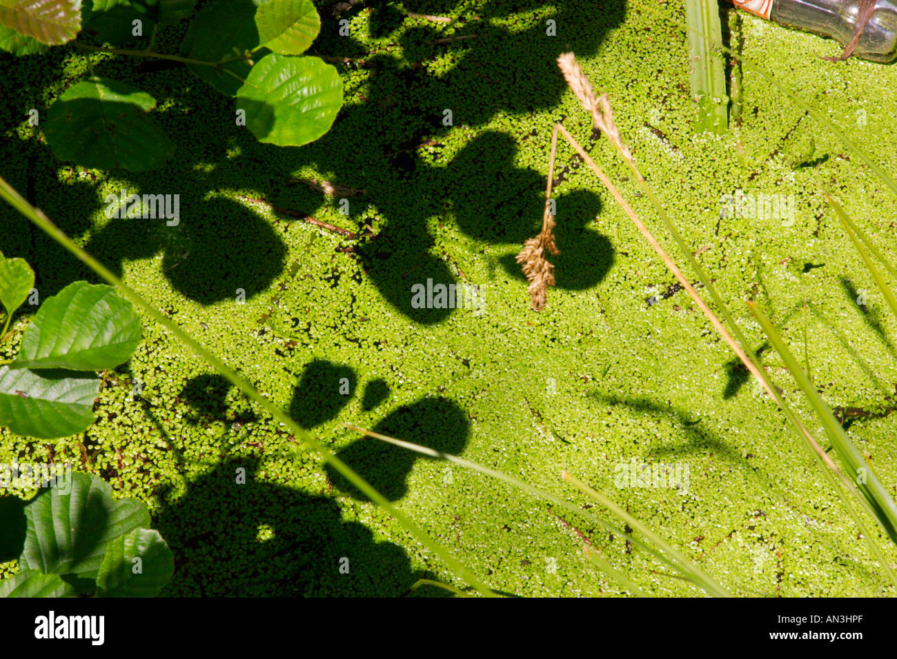 Pond algae hi-res stock photography and images - Alamy