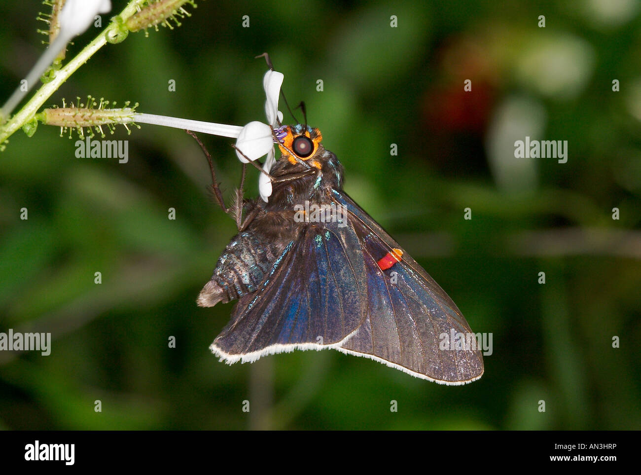 Guava Skipper Phocides palemon Valley Nature Center Weslaco Texas ...