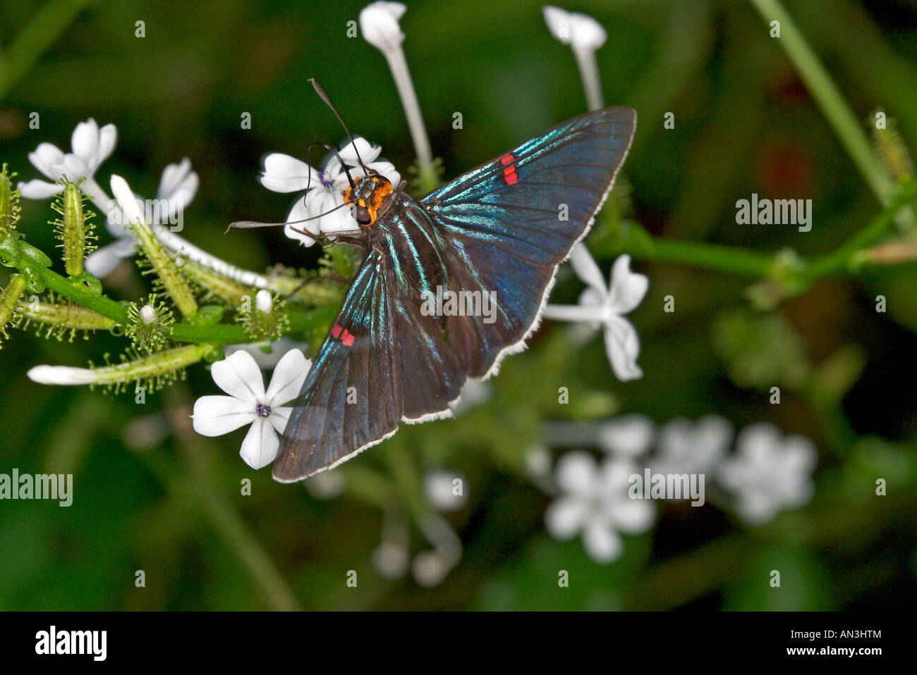 Guava Skipper Phocides palemon Valley Nature Center Weslaco Texas ...