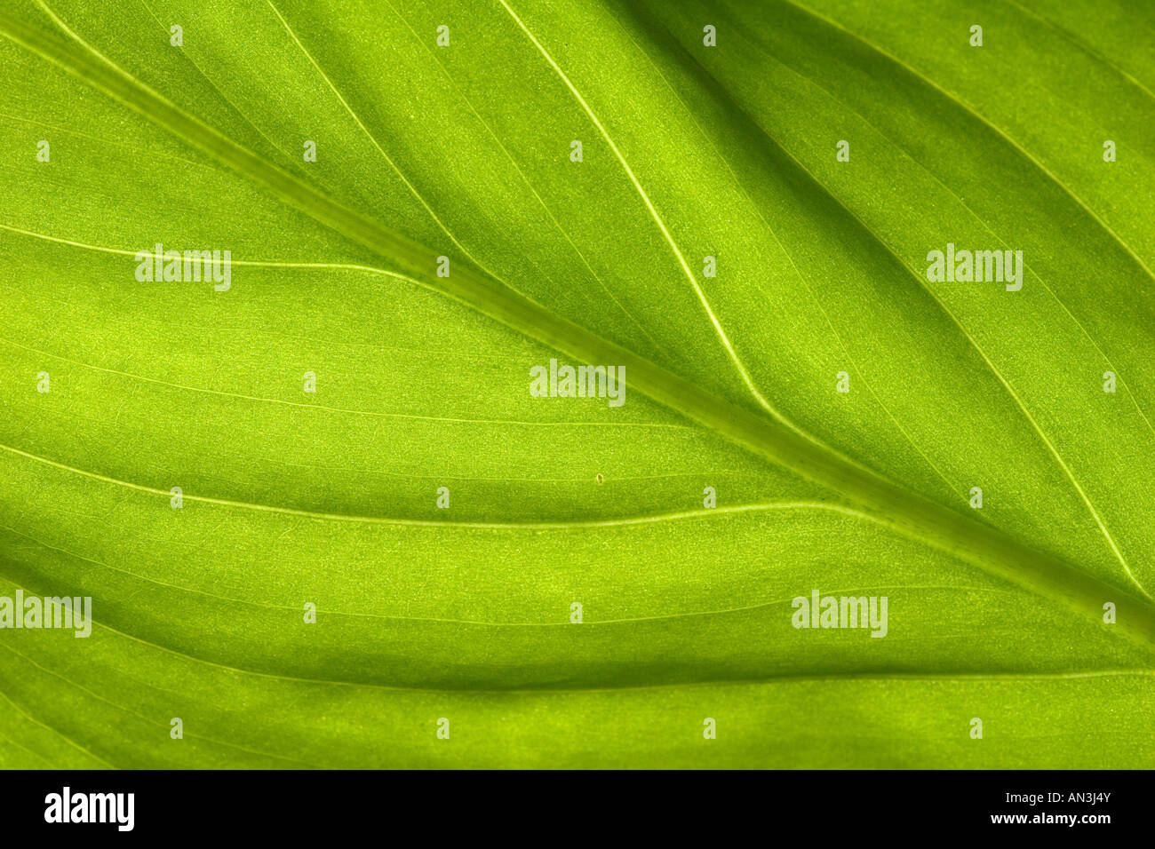 background with a green leaf Stock Photo - Alamy