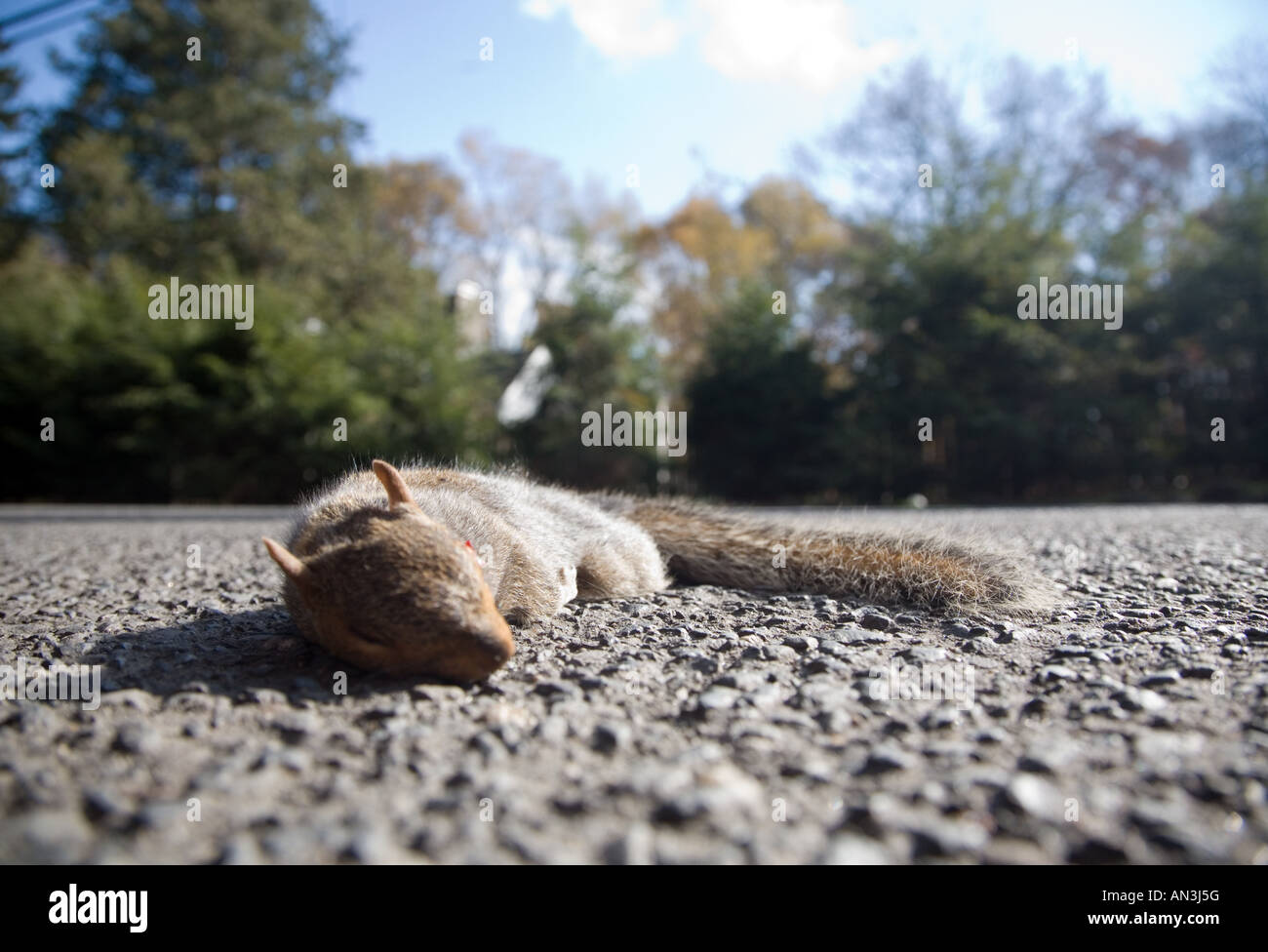 Dead squirrel on road hi-res stock photography and images - Alamy