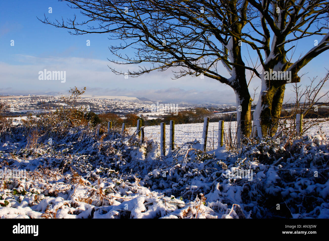 Horizontal photo of a single tree in a hedgerow with snow and a blue ...