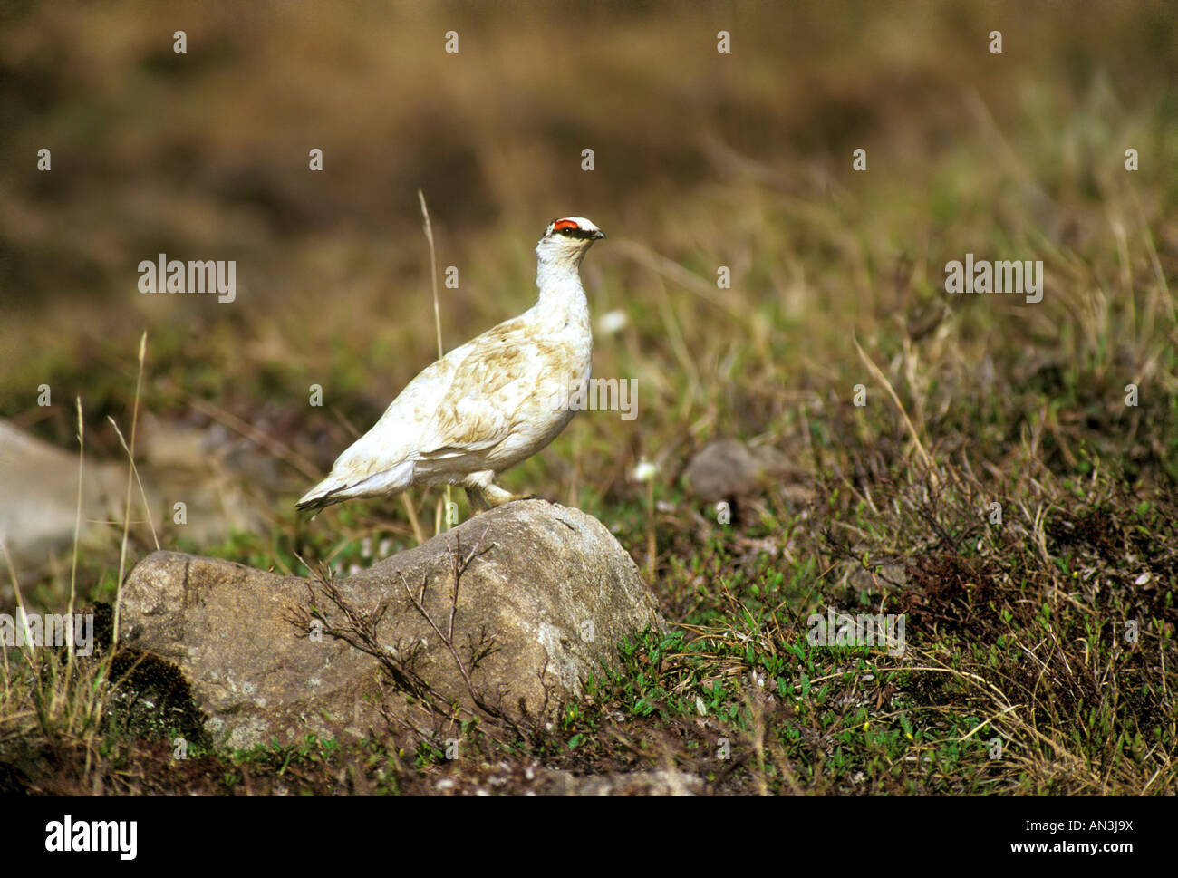 Rock Ptarmigan Lagopus mutus Nome ALASKA United States June Adult male ...