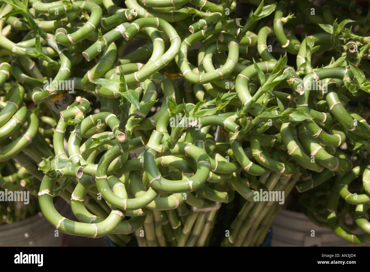 Curly bamboo hi-res stock photography and images - Alamy