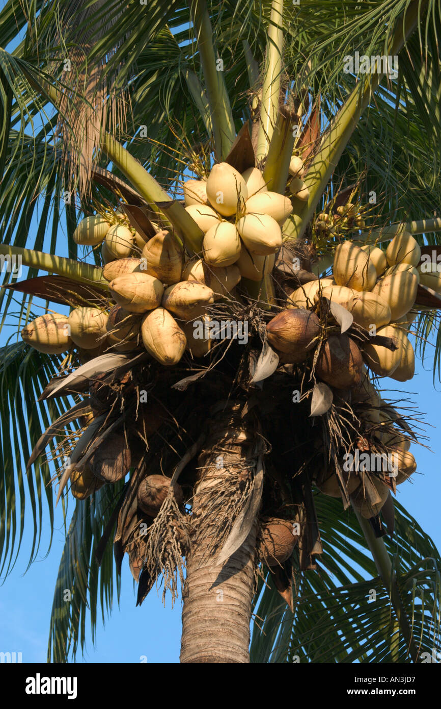 Fruit Producing Palm Trees