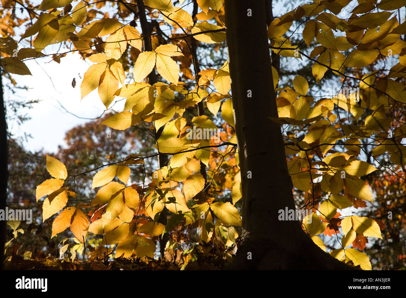 Forest elm trees in fall hi-res stock photography and images - Alamy