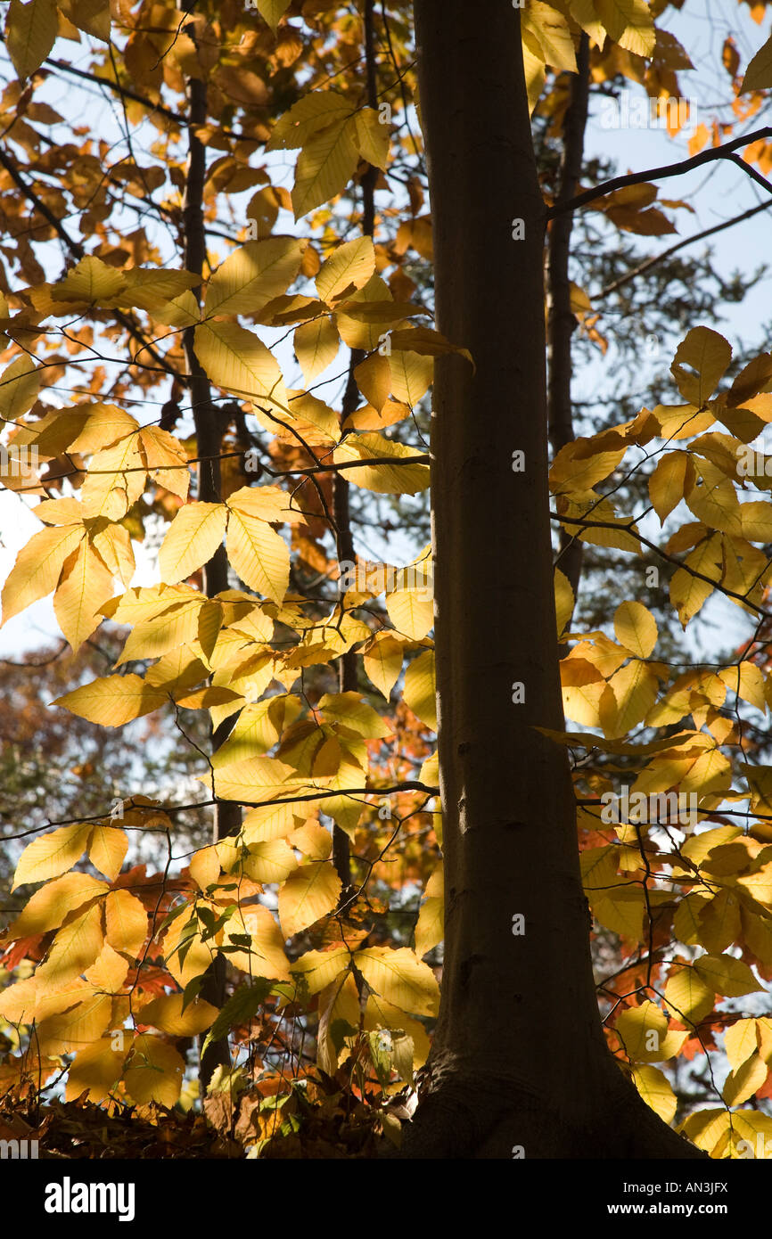 American elm leaf hi-res stock photography and images - Alamy