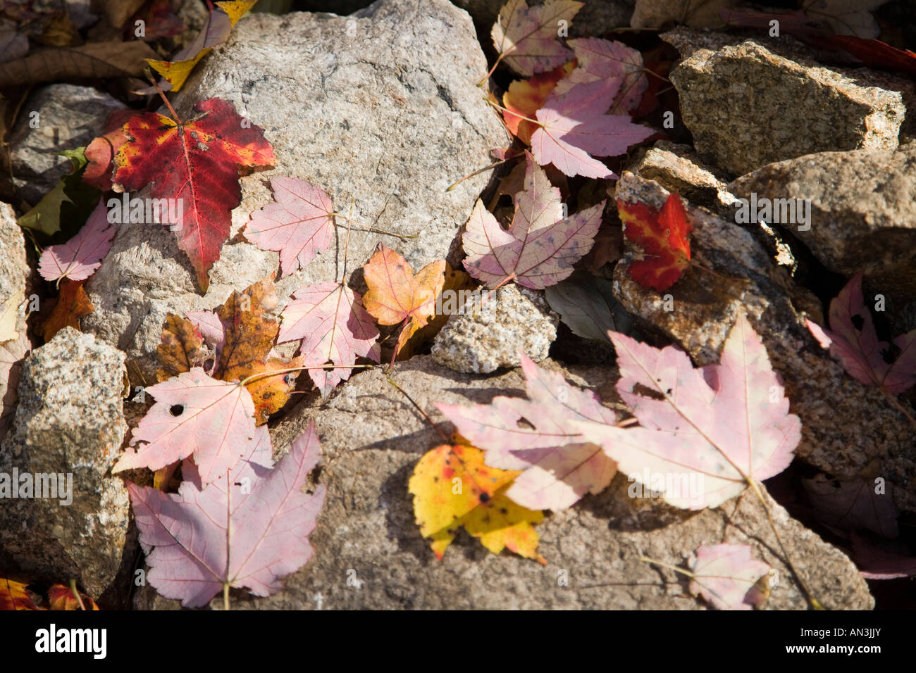 Tree leaves over american hi-res stock photography and images - Alamy