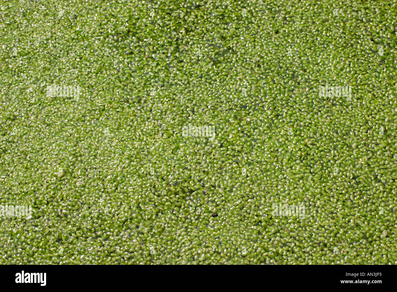 Algae on a pond surface Stock Photo - Alamy