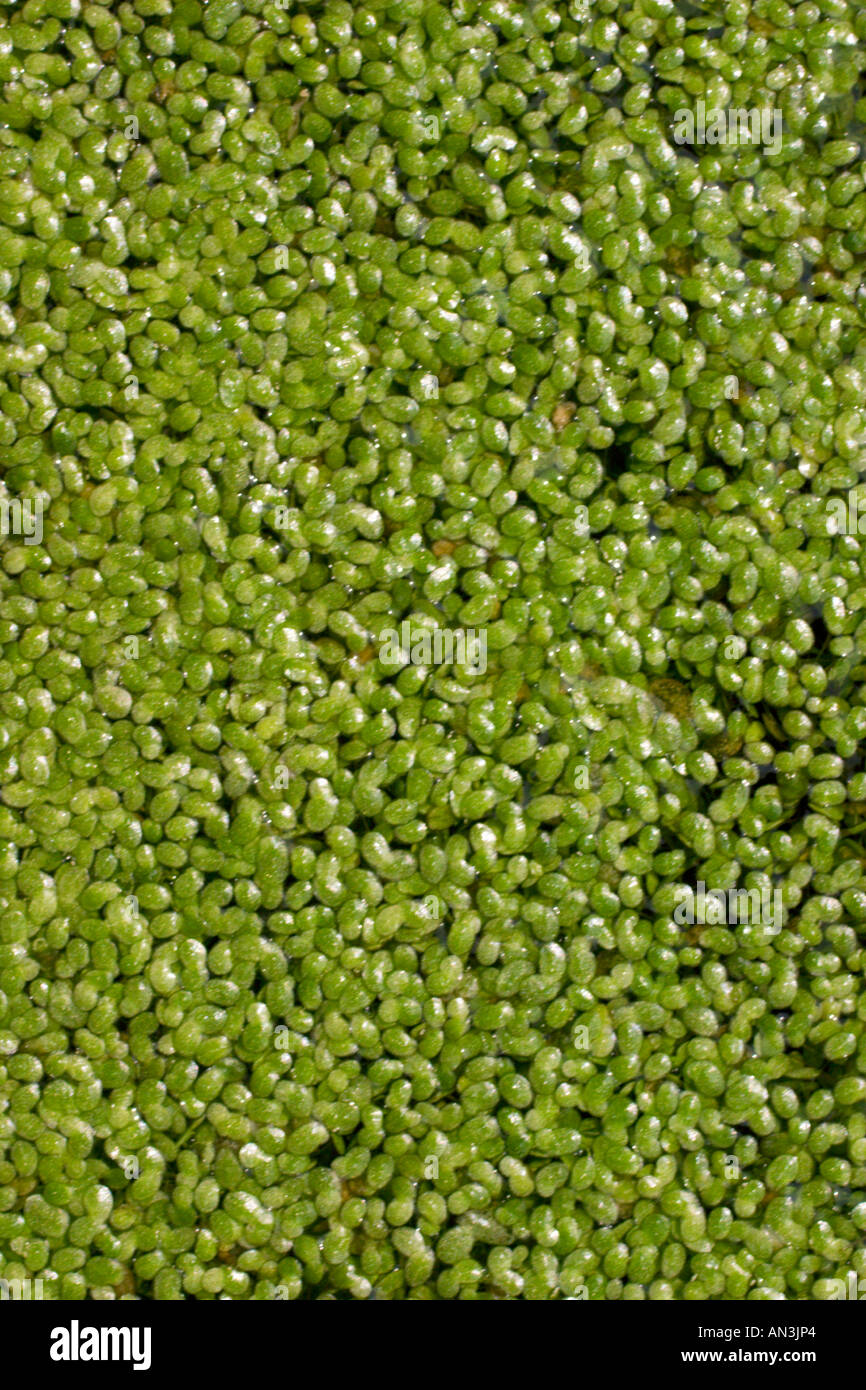 Algae on pond hi-res stock photography and images - Alamy