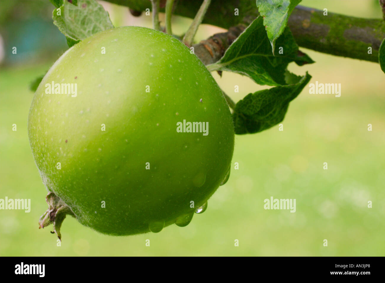 Green apples on a tree Stock Photo - Alamy