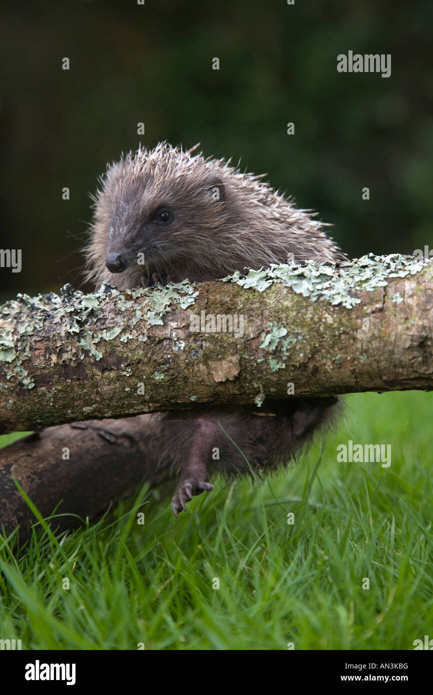 Climbing Hedgehog High Resolution Stock Photography and Images - Alamy