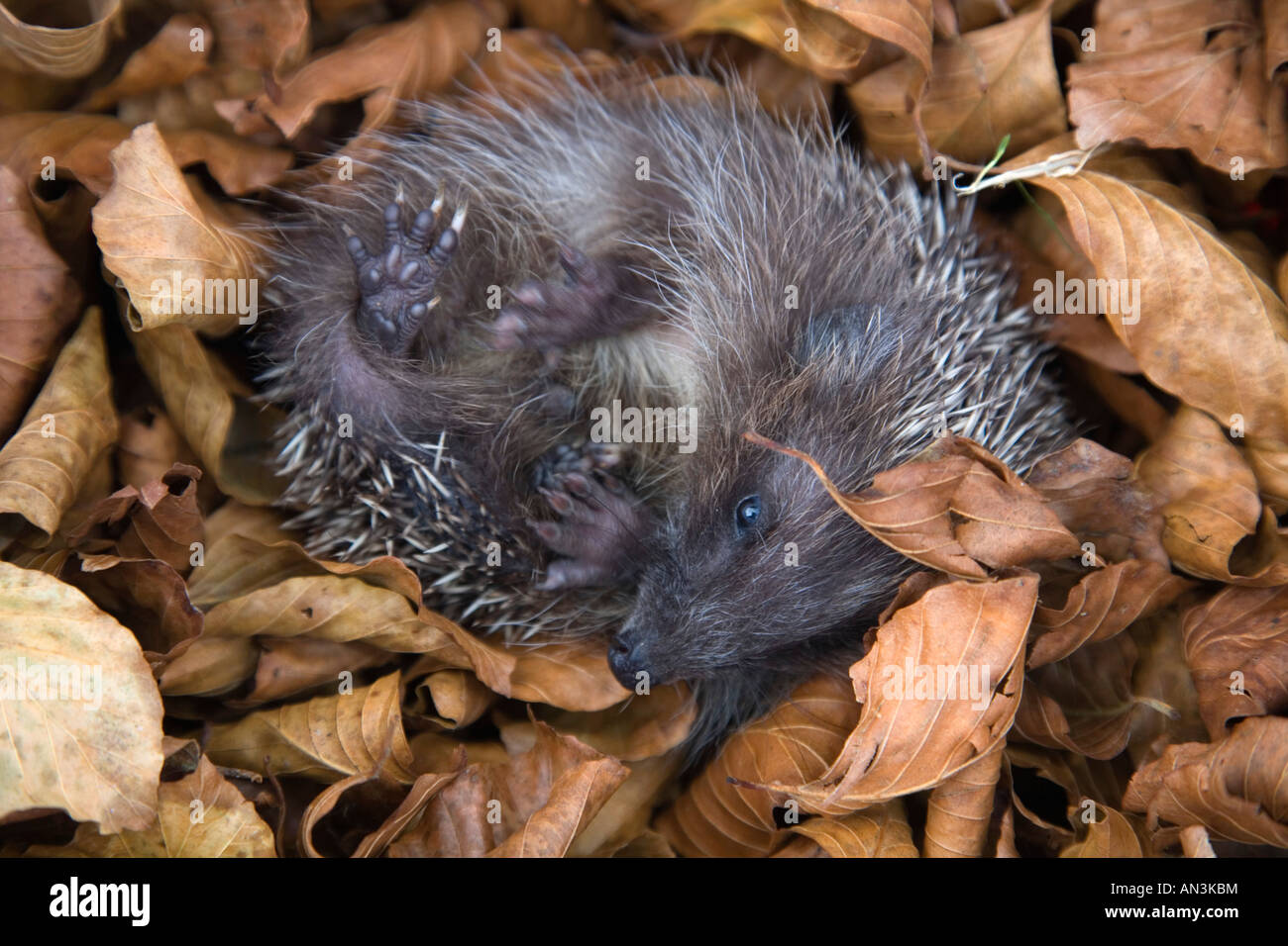 Curled claws hi-res stock photography and images - Alamy