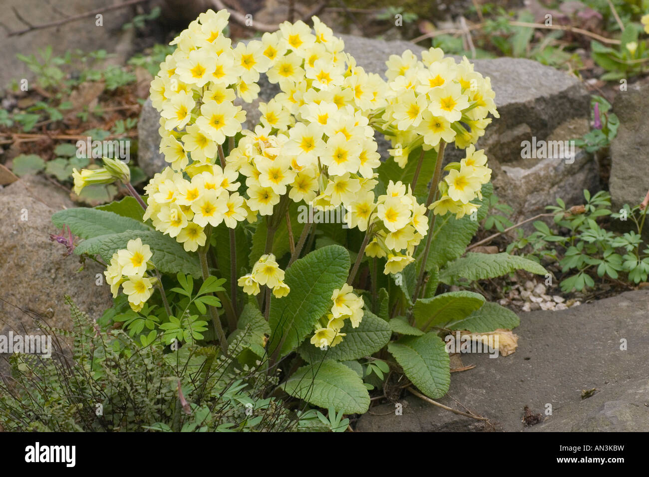 Primrose primula veris hi-res stock photography and images - Alamy