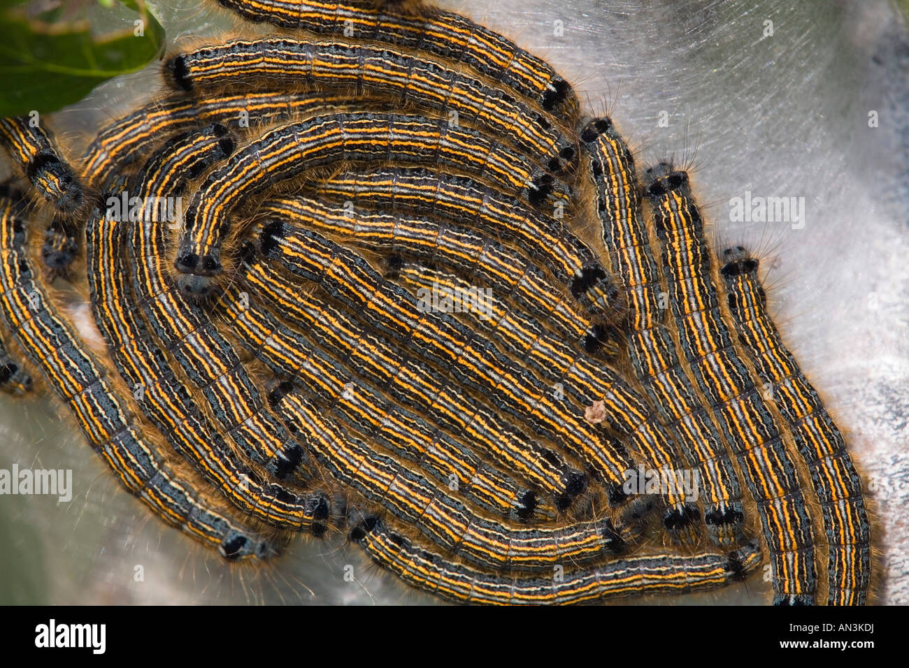 larvae or caterpillars of the lackey moth Malacosoma neustria Stock ...