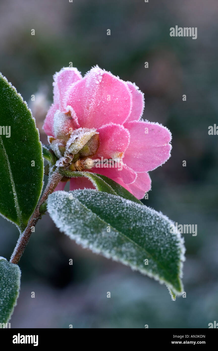 camellia flower in frost winter cornwall Stock Photo - Alamy