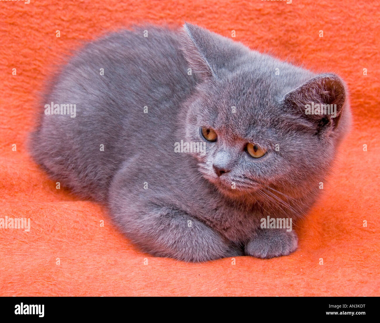British shorthair blue kitten Stock Photo - Alamy