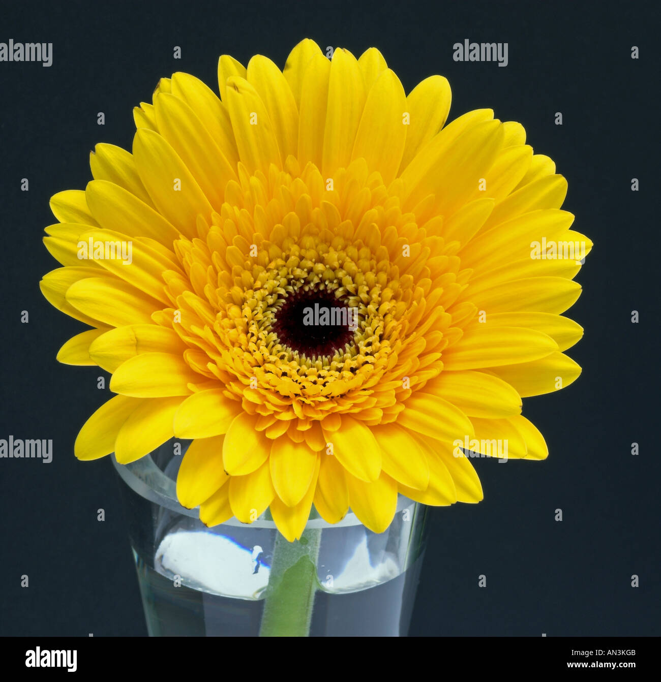 Single yellow gerbera in vase with black background Stock Photo - Alamy