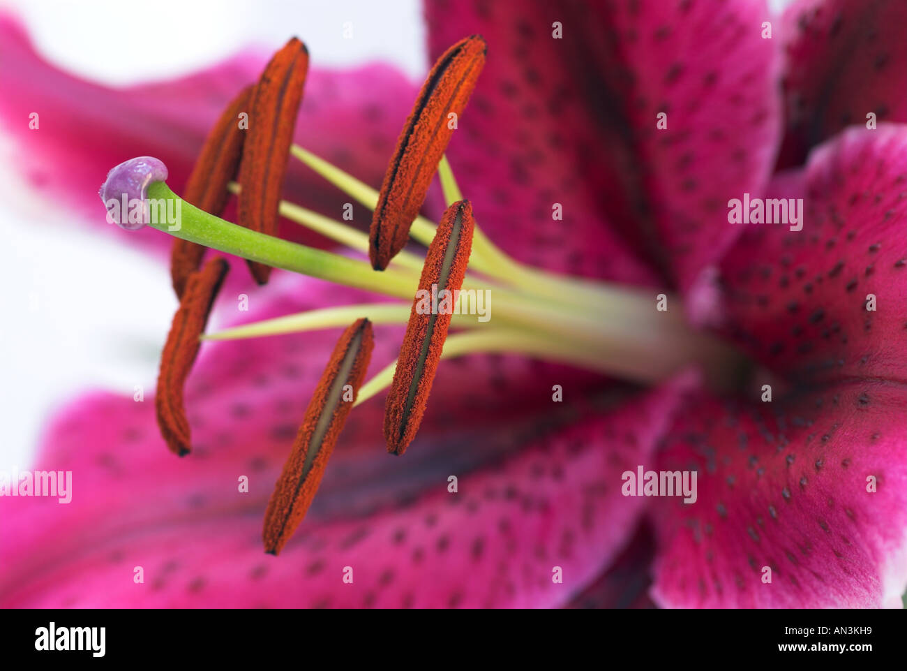Stargazer Lily flower showing stamens and anthers Stock Photo - Alamy