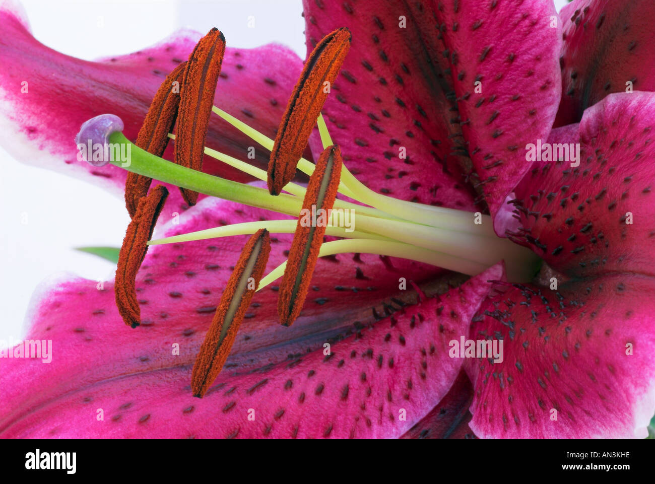 Spotted stargazer hi-res stock photography and images - Alamy