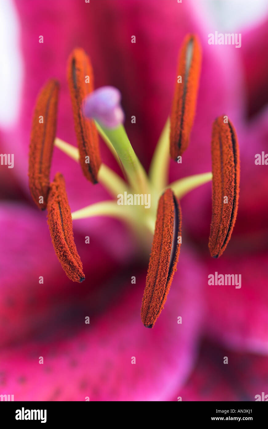 Spotted stargazer hi-res stock photography and images - Alamy