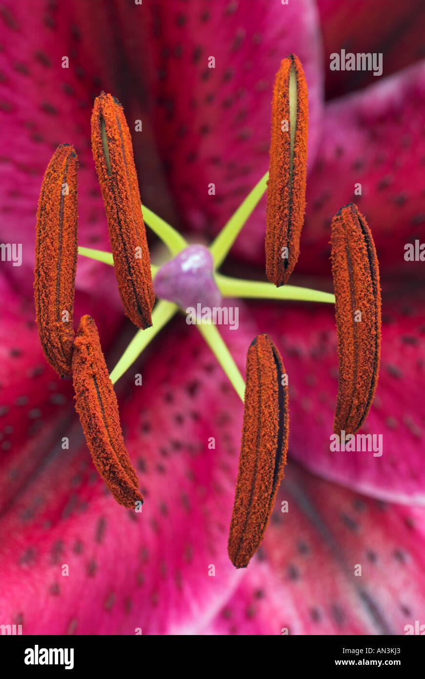 Spotted stargazer hi-res stock photography and images - Alamy