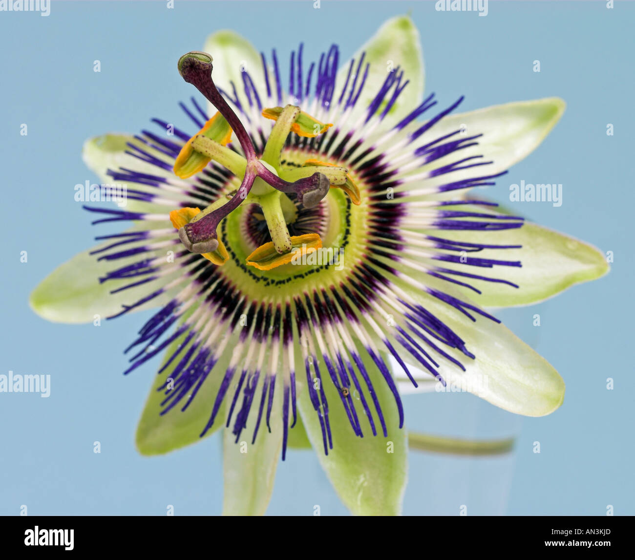 Passion flower with light blue background Stock Photo - Alamy