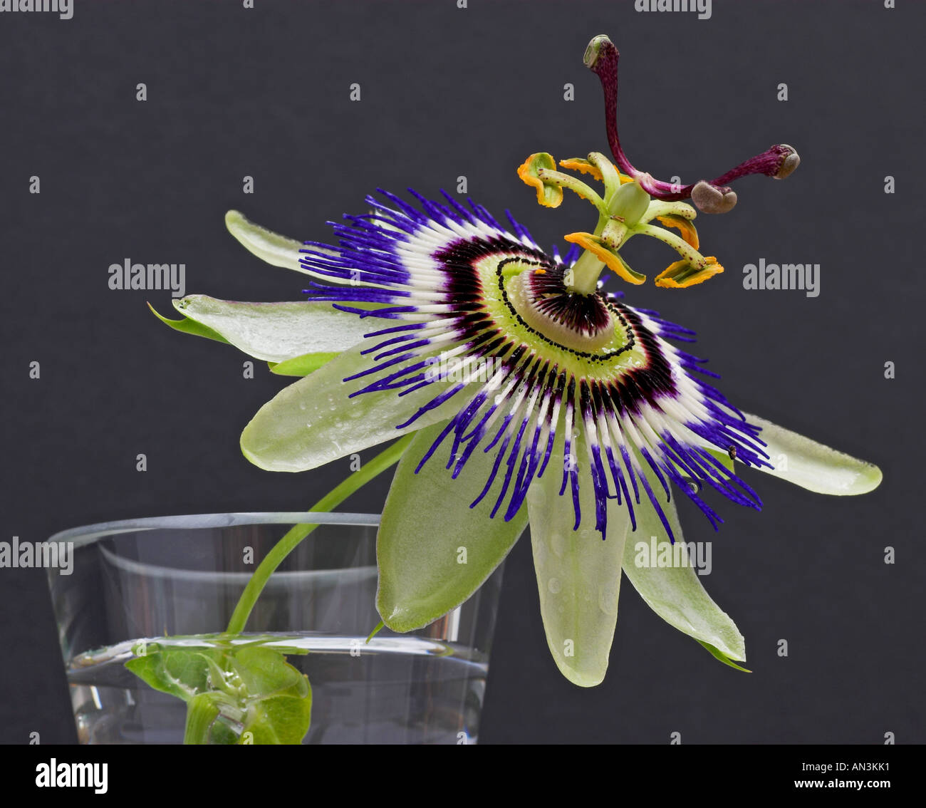 Passionflower wall hi-res stock photography and images - Alamy