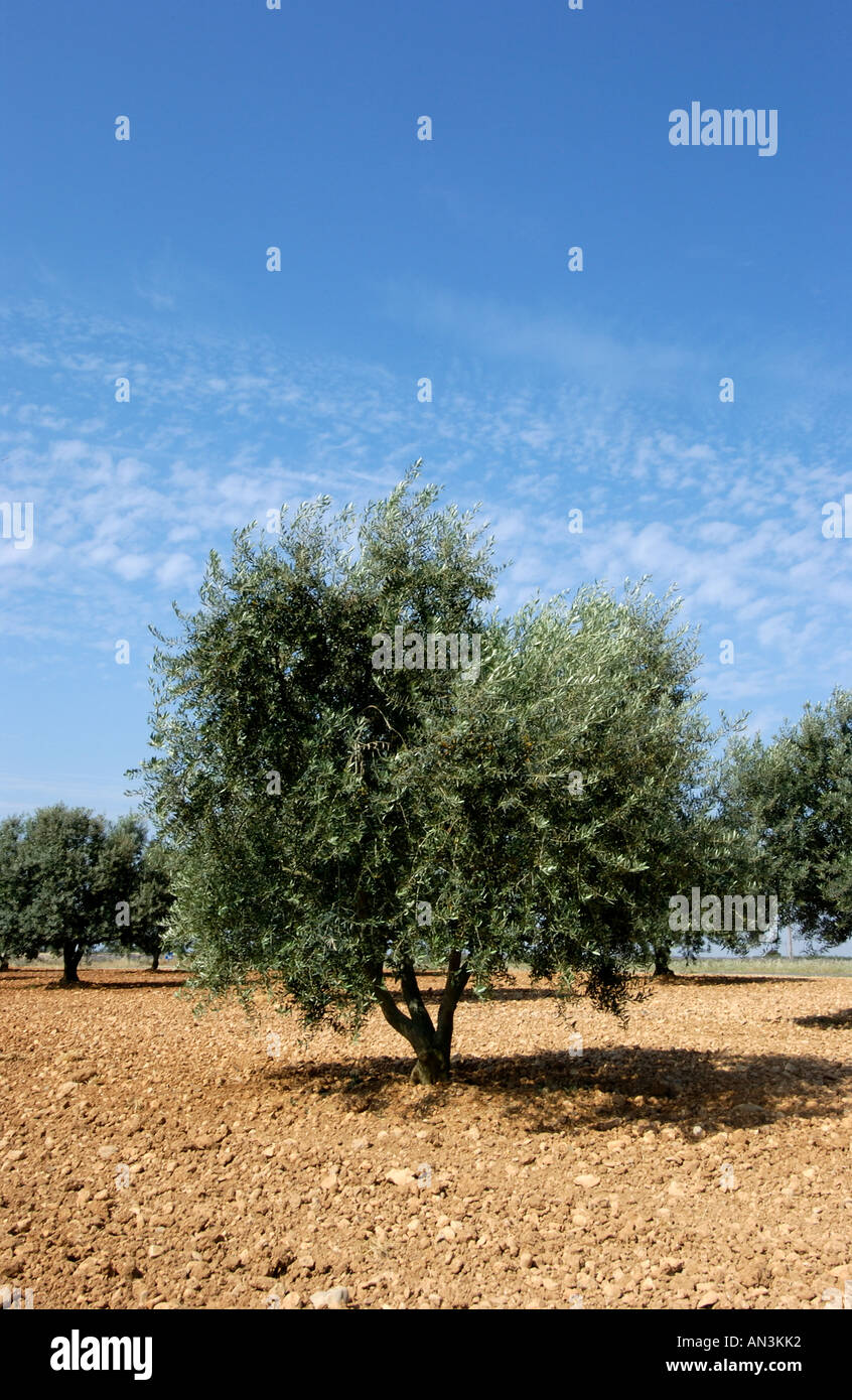 Olive groves provence france hi-res stock photography and images - Alamy