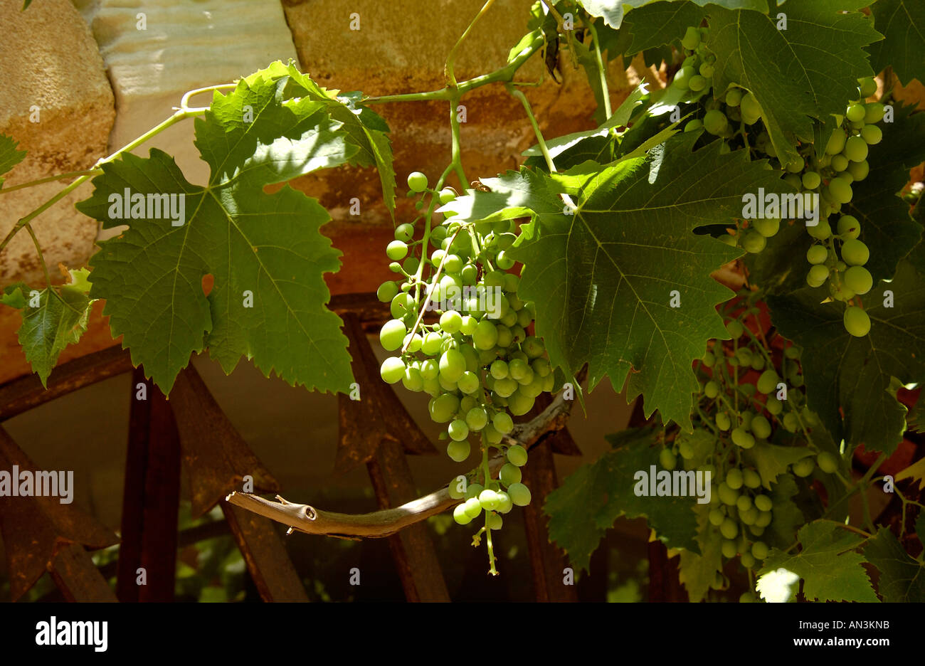 Virginia creeper. Provence. FRANCE Stock Photo - Alamy