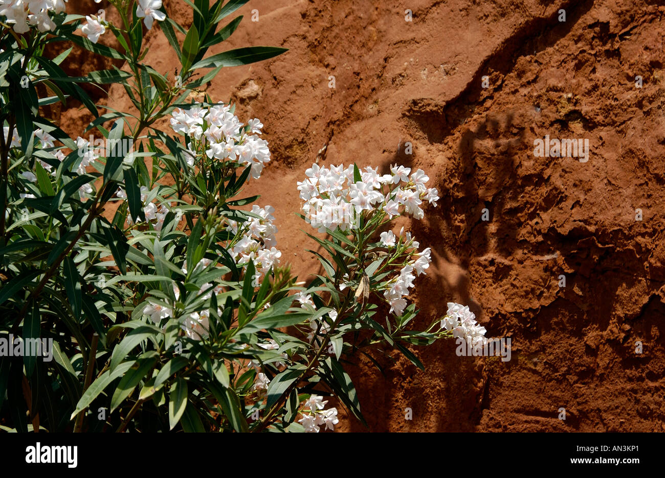 Oleander on a wall in ochre. Provence. France Stock Photo - Alamy