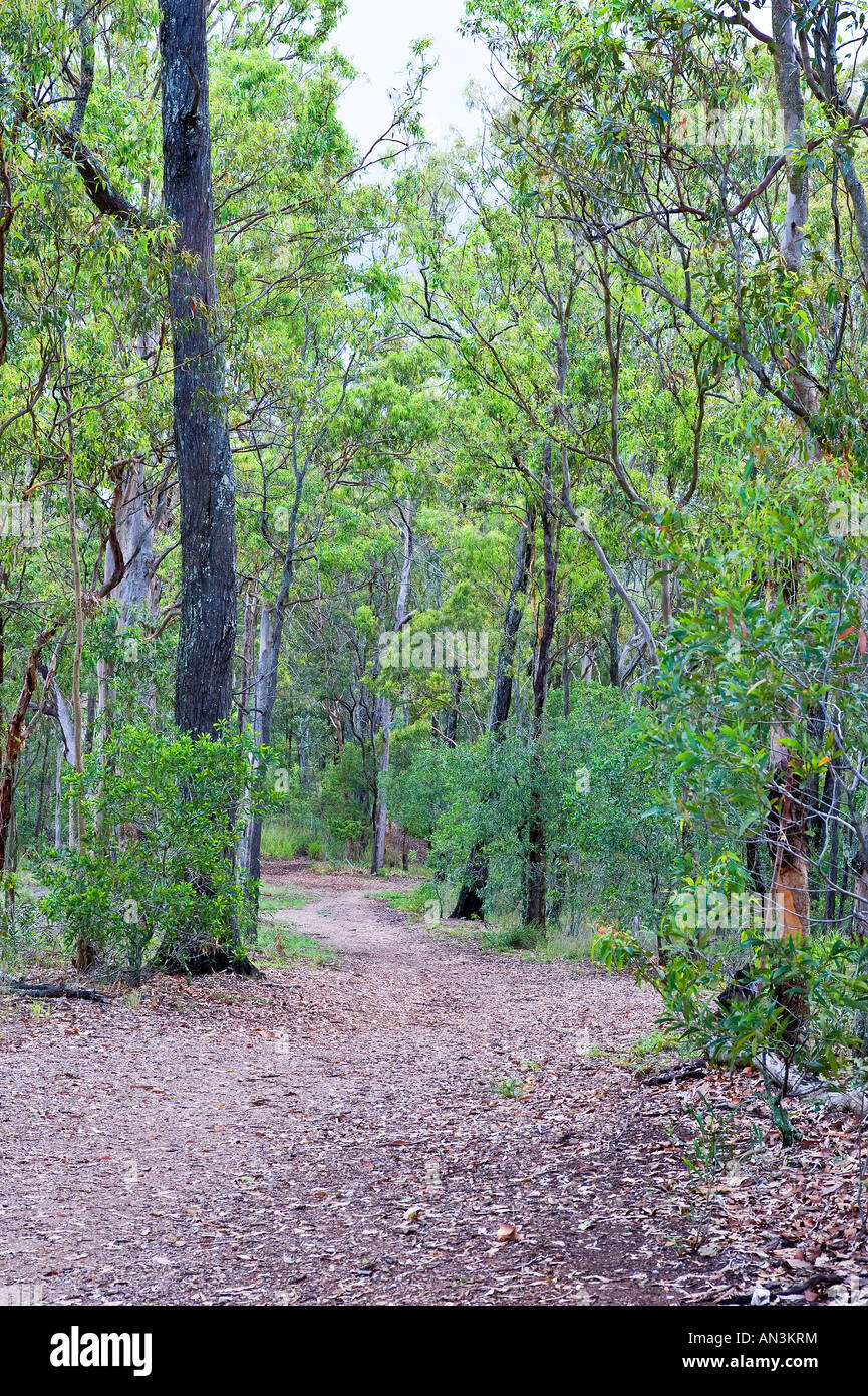 A leafy country lane Stock Photo - Alamy