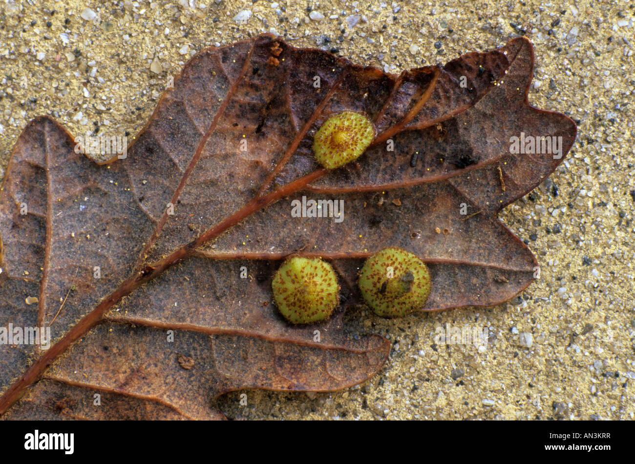 spangle galls on an oak leaf caused by gall wasp Neuroterus ...