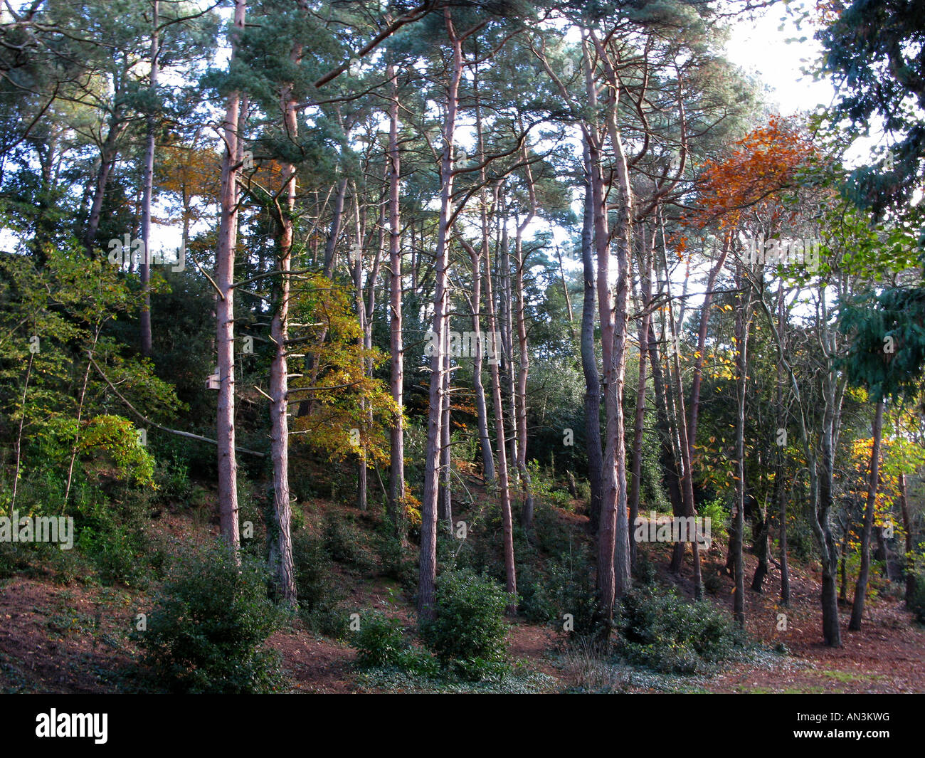 Pine Trees in Alum Chine, Bournemouth, Dorset, UK Stock Photo - Alamy