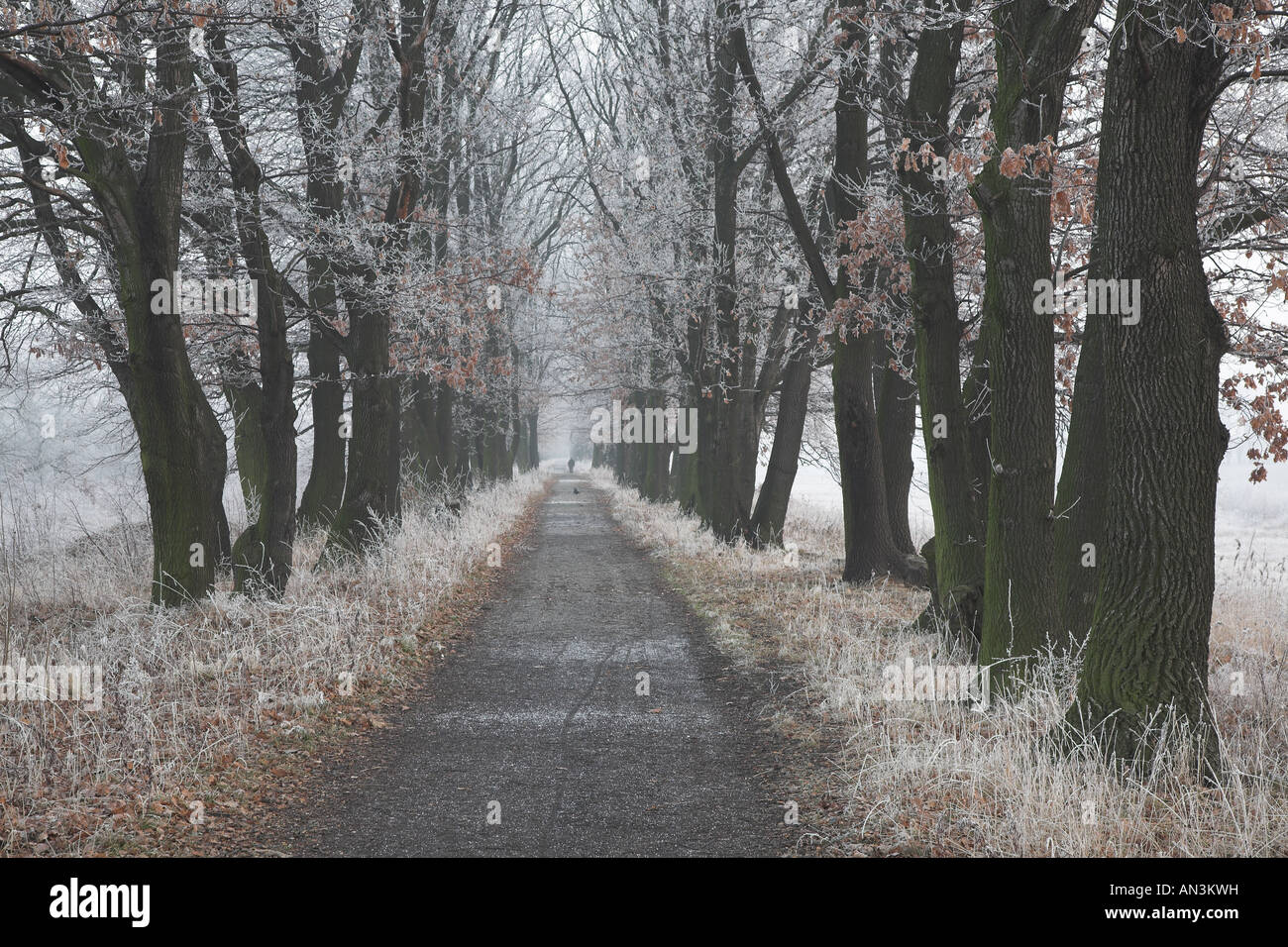 Cool oak lane hi-res stock photography and images - Alamy