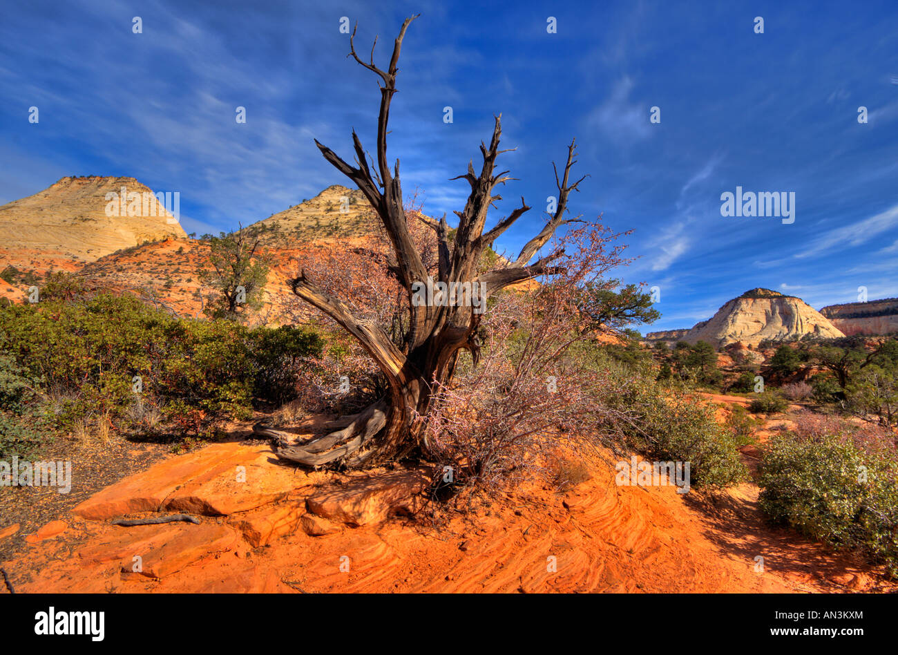 Dead Juniper tree Stock Photo - Alamy