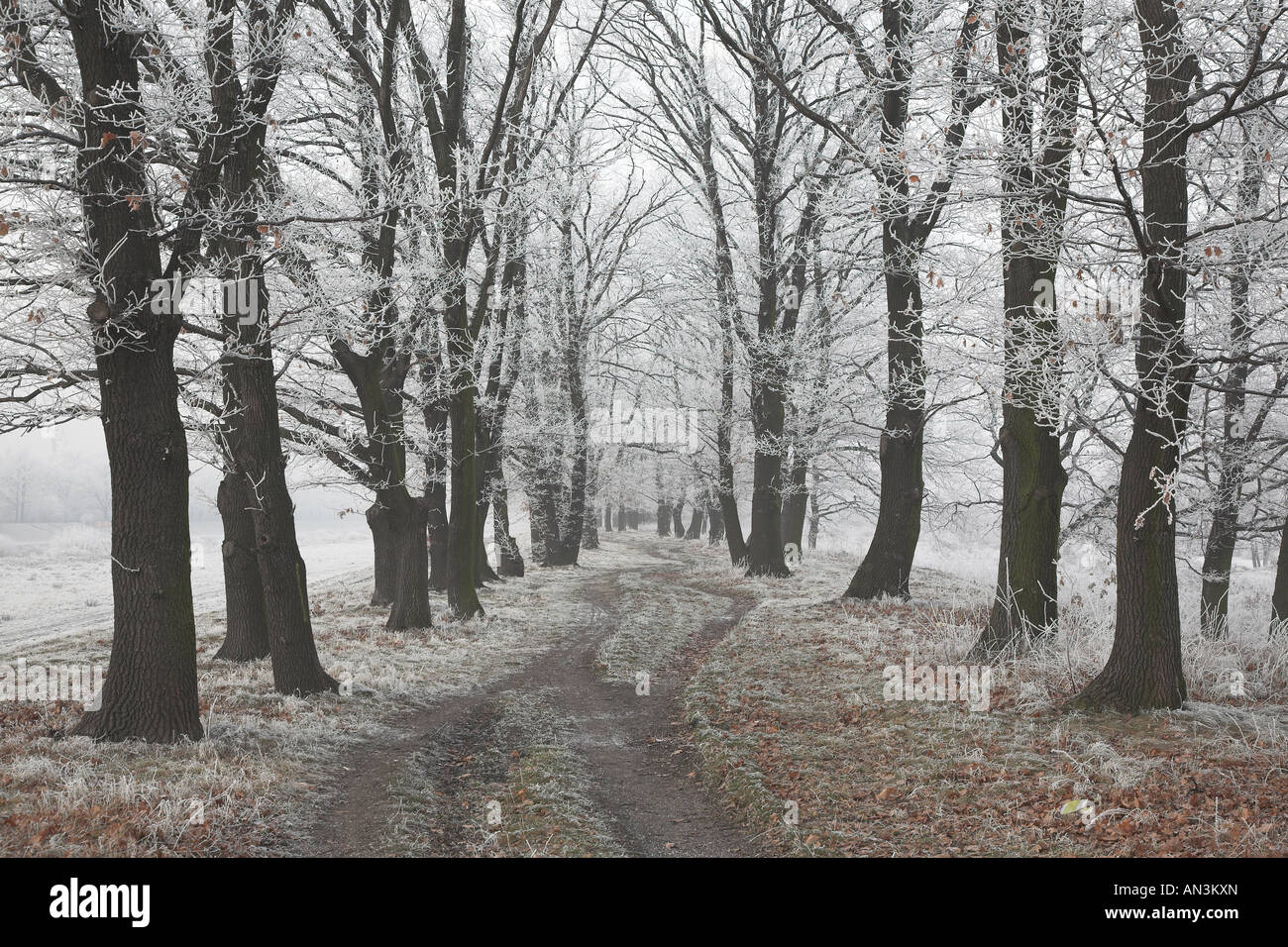 Oak tree lane in a frosty winter day Stock Photo - Alamy