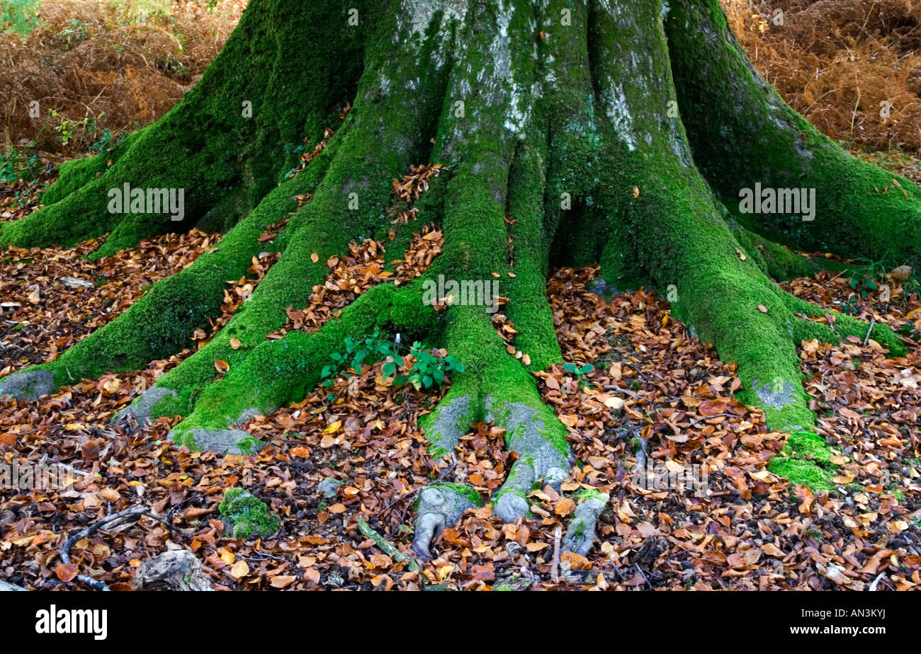 Beech Tree Roots and leaves on the ground in The New Forest National ...