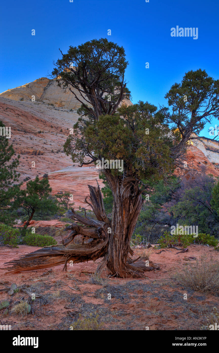 Very old Juniper tree Stock Photo - Alamy