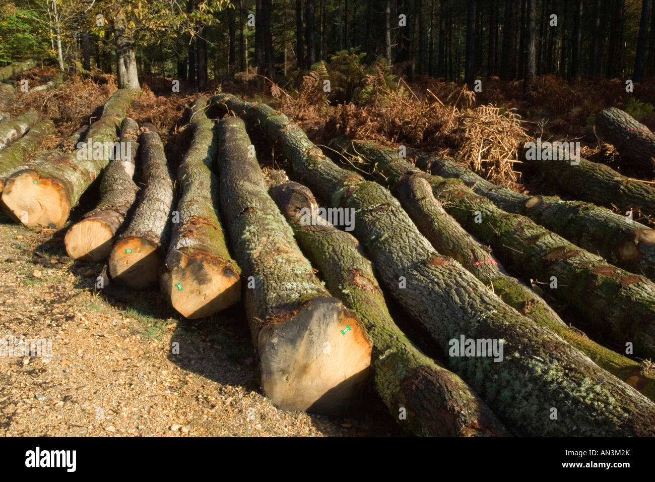 Felled Trees in The New Forest National Park, Hampshire, UK Stock Photo ...